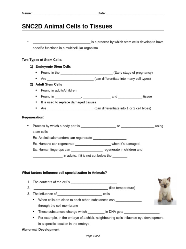 SNC2D Animal Cells to Tissues SH | PDF | Cell (Biology) | Regeneration ...