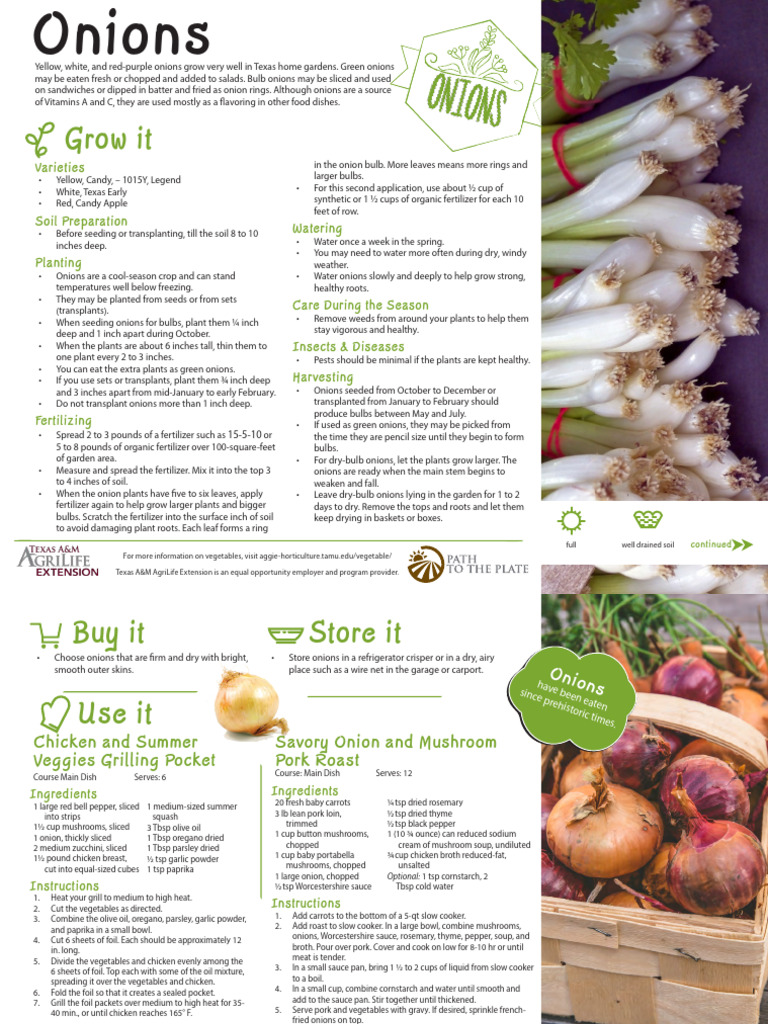 How To Grow Onions Guide | PDF | Onion | Plants