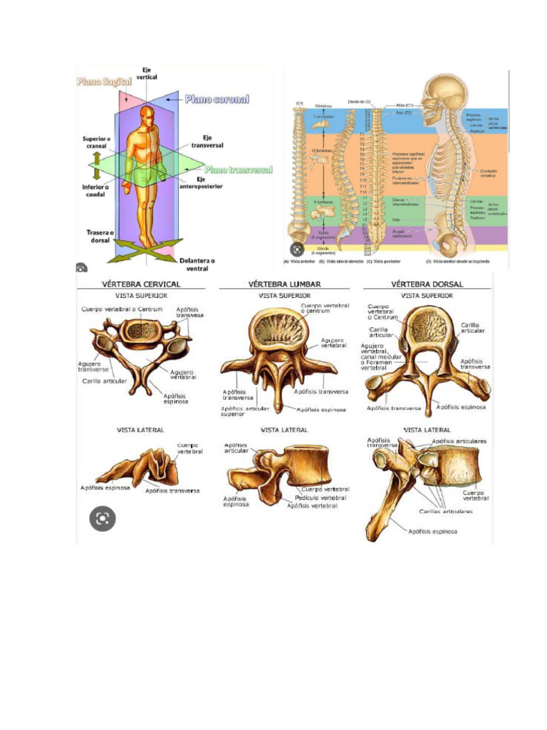 Anatomia | PDF