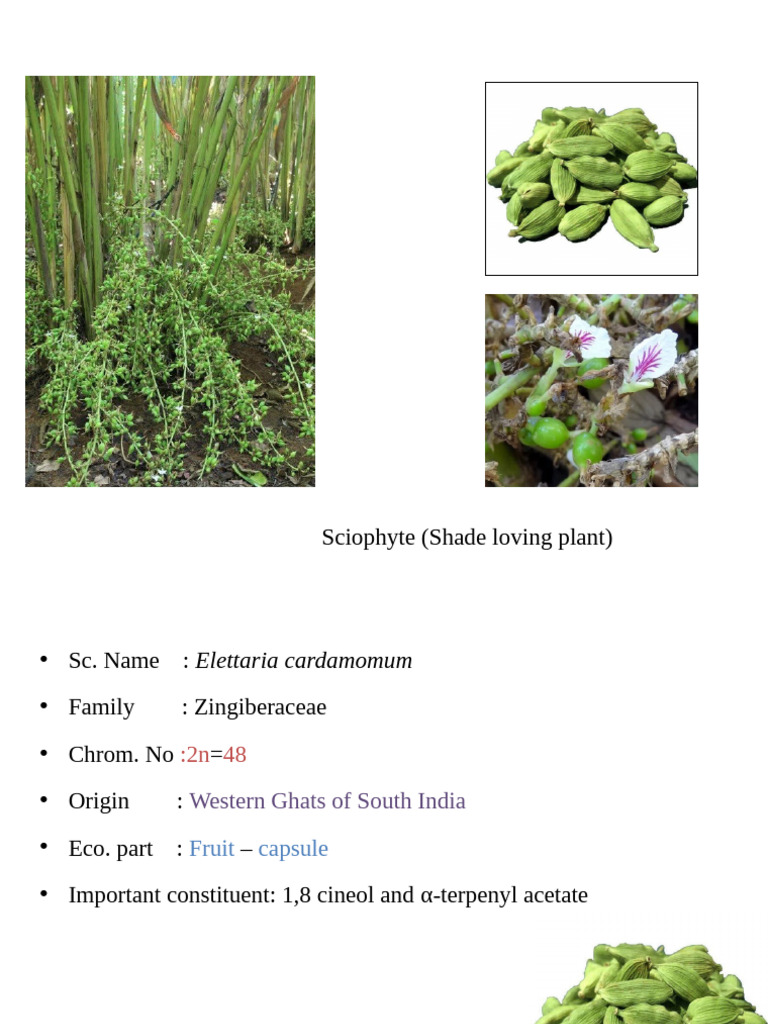 Sciophyte: Elettaria Cardamomum Overview | PDF | Flowers | Pollination