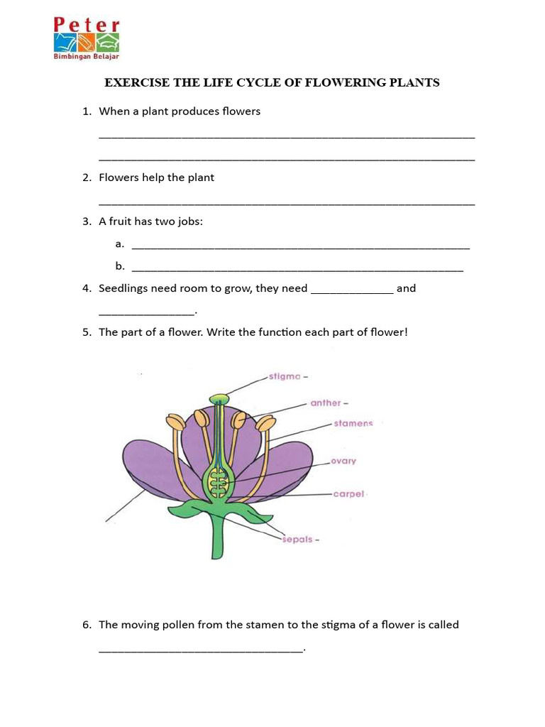 EXERCISE LIFE CYCLE OF FLOWERS ISHAAN | PDF | Flowers | Pollination