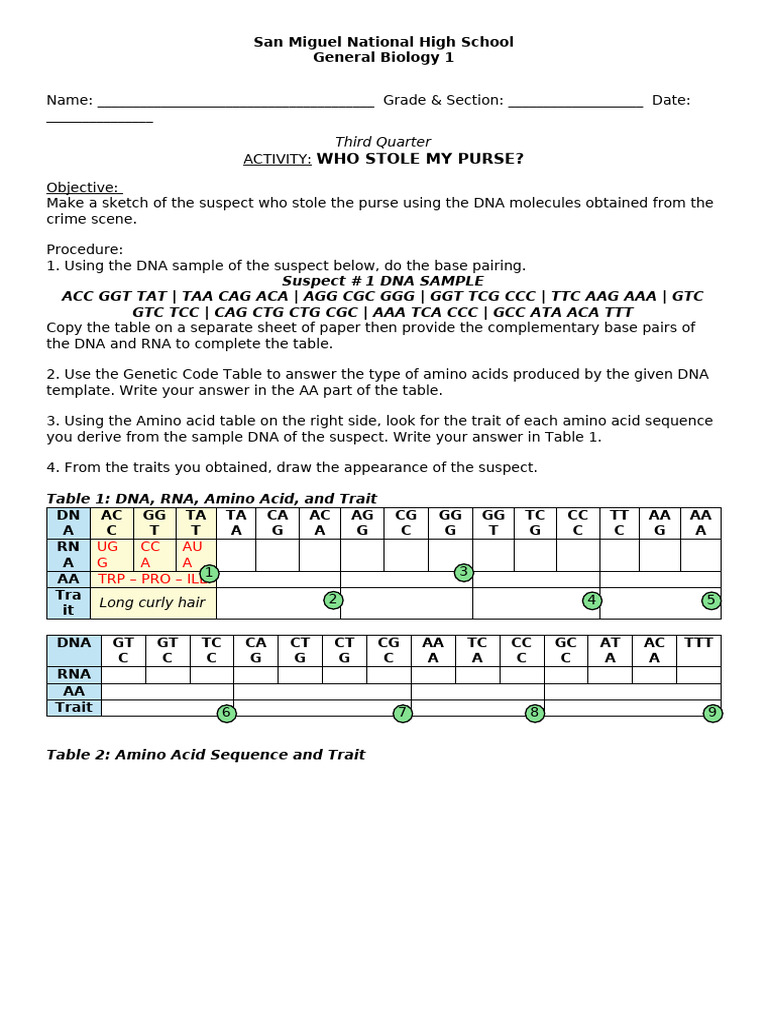 DNA Analysis Activity: Sketch the Suspect | PDF | Dna | Base Pair