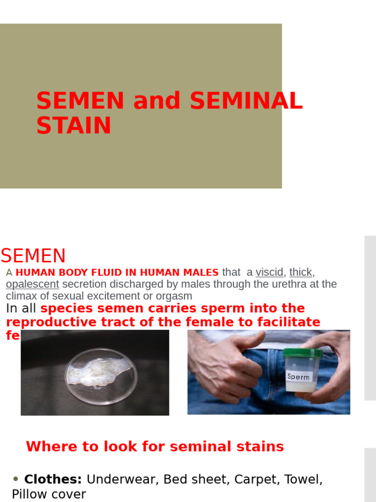 SEMEN-AND-SEMINAL-STAINS_1207102336 | PDF | Semen | Staining