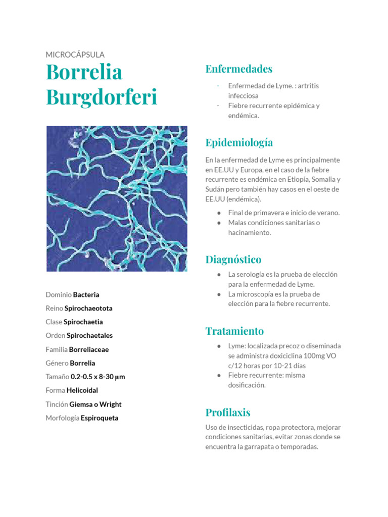 Microcápsula Borrelia | PDF