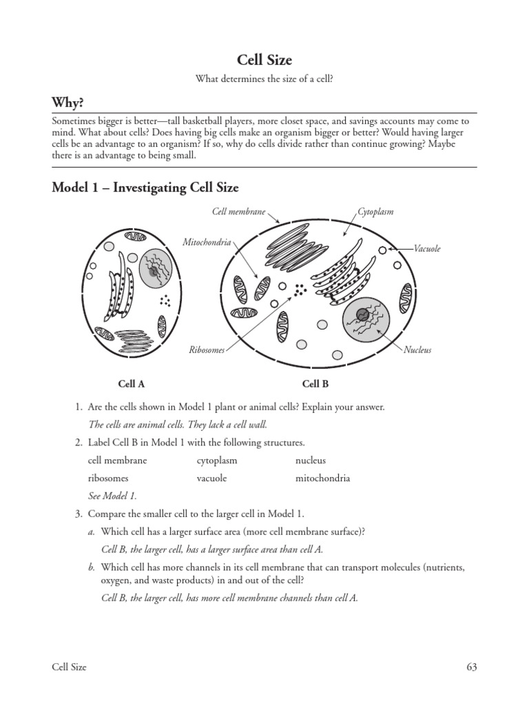 POGIL Cell Size-Teacher | PDF | Cell (Biology) | Mitochondrion