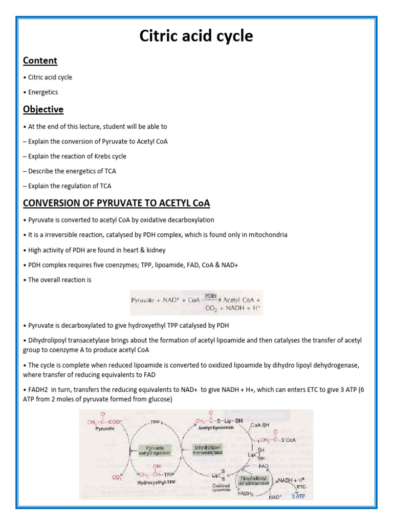 Citric acid cycle | PDF | Citric Acid Cycle | Chemistry