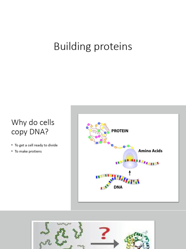 Building+Proteins | PDF
