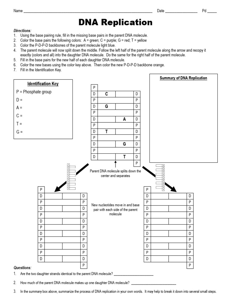 DNA Replication Activity Guide | PDF | Base Pair | Dna