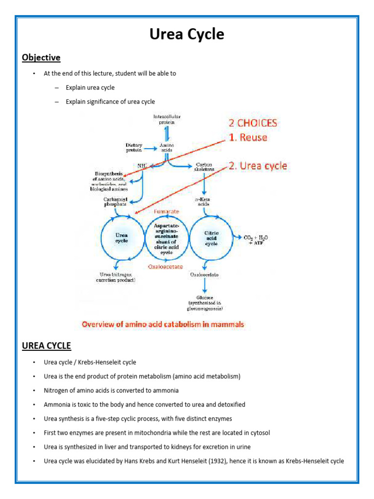 Urea cycle | PDF | Urea | Metabolism