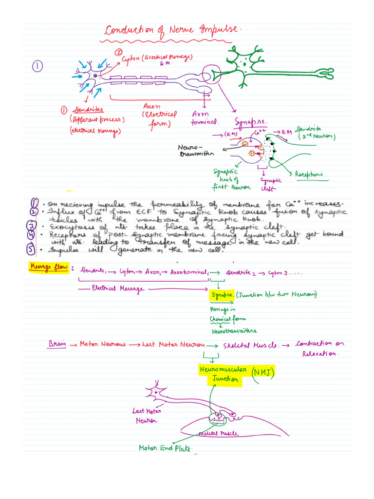 Nerve Conduction and Reflex Action XR01 | PDF