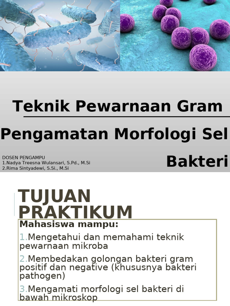 Teknik Pewarnaan Gram dan Pengamatan Morfologi Sel Bakteri | PDF
