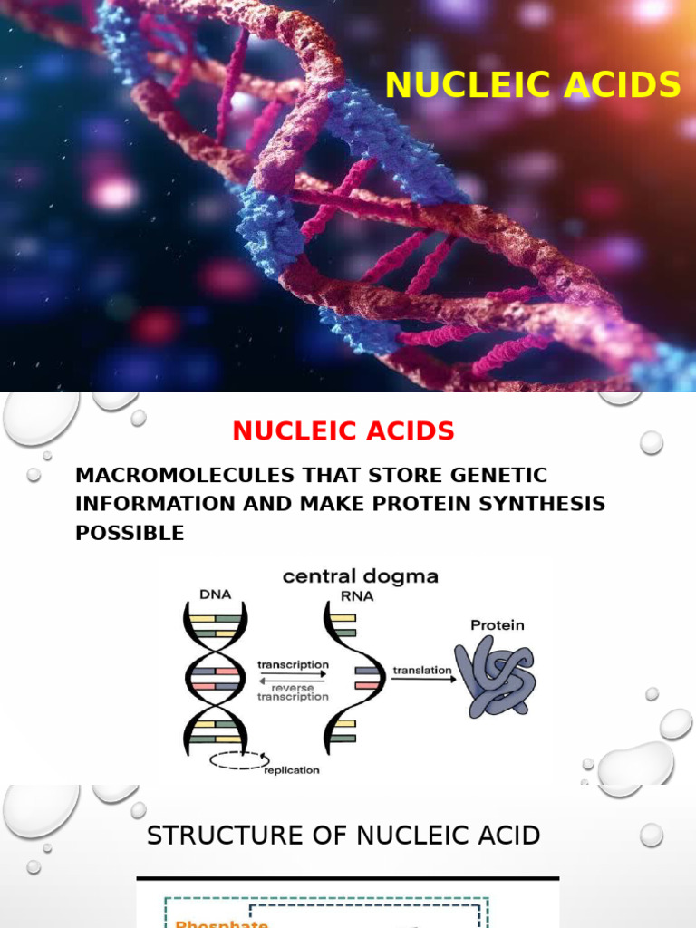 Nucleic Acid | PDF