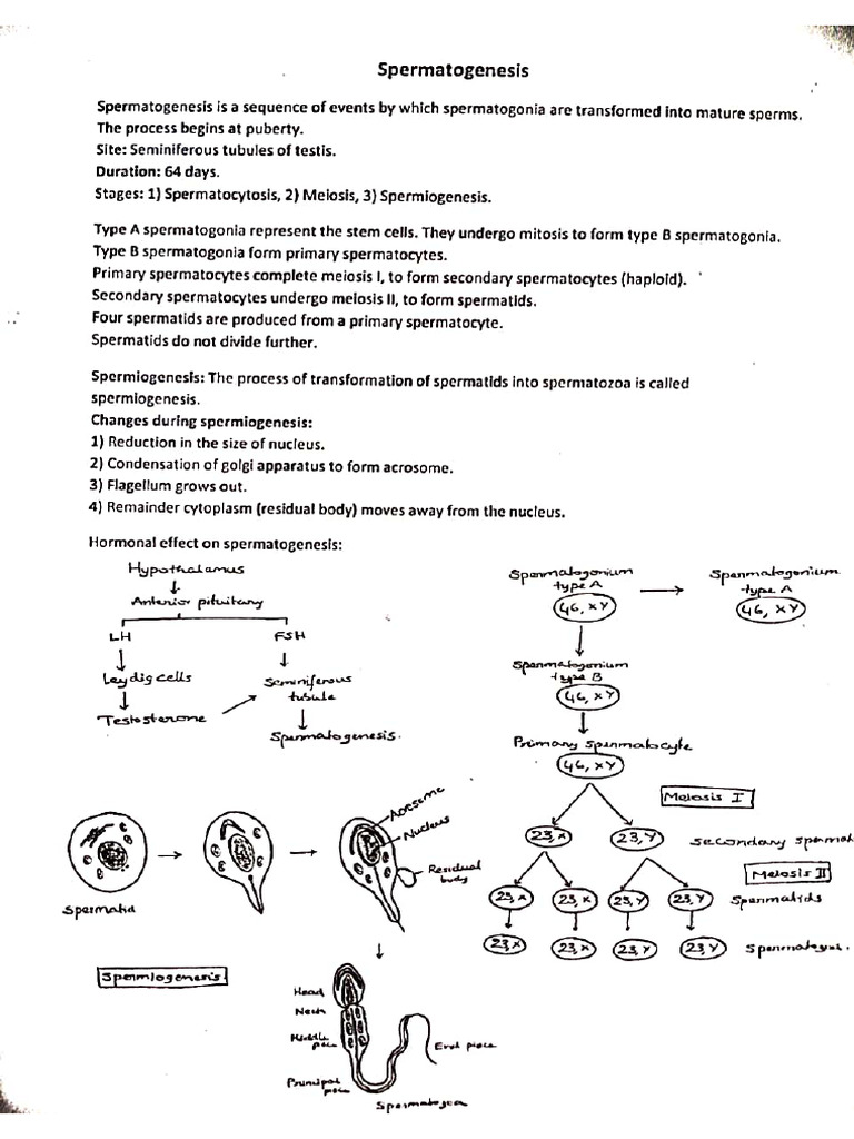 Spermatogenesis | PDF