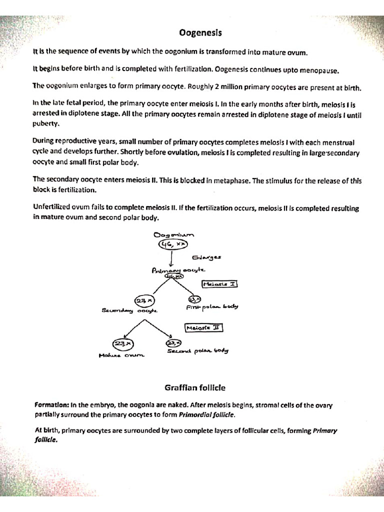 Oogenesis | PDF