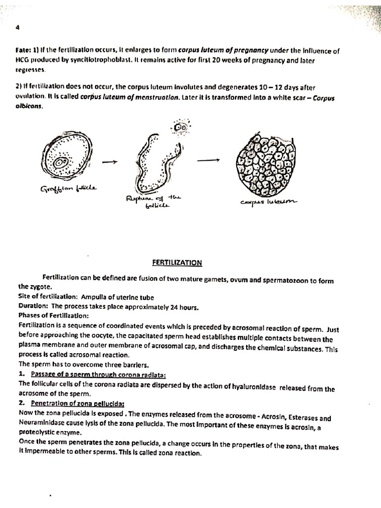 fertilization | PDF