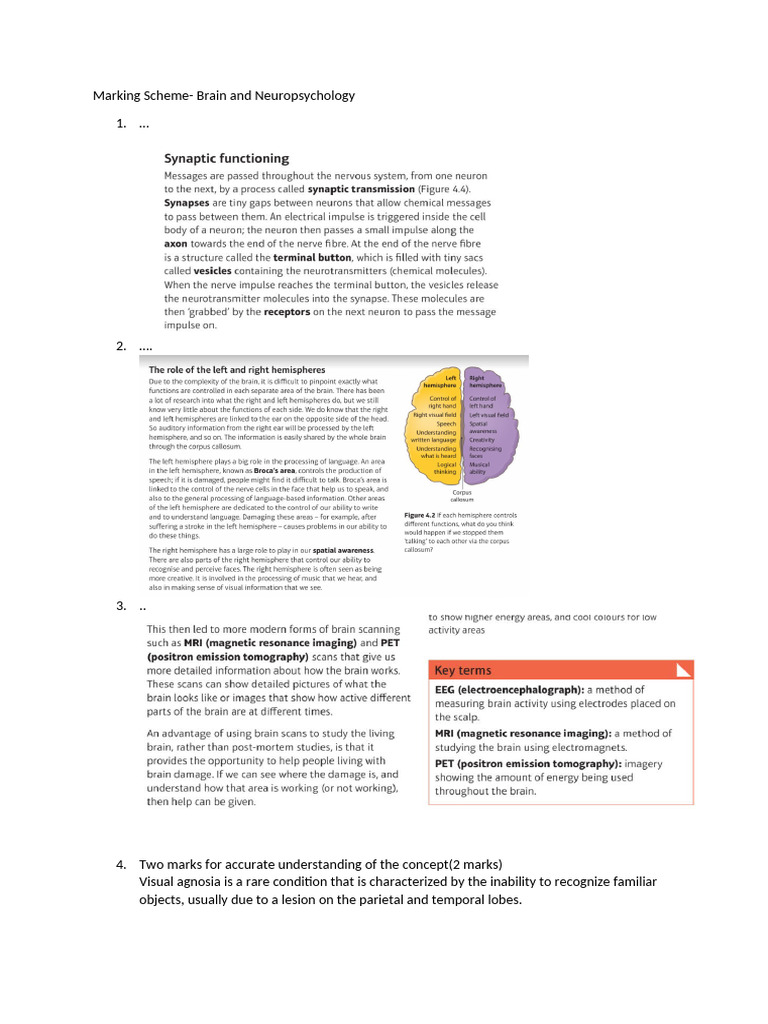 Marking Scheme - Brain and Neuropsychology | PDF