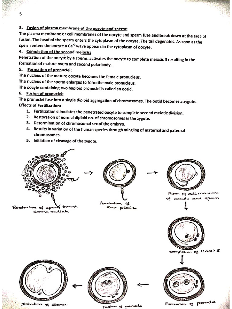 Fertilization 2 | PDF