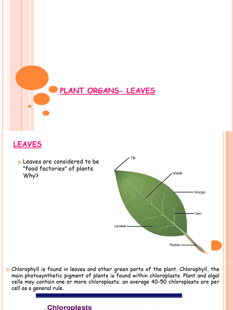 Plant Biology Leaves (1) | PDF | Leaf | Stoma