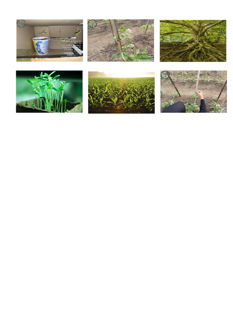 Fistan Tropisme | PDF