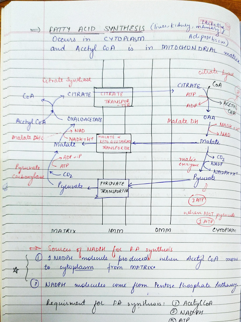 Fatty Acid | PDF
