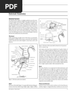 Chicken Skeletal Anatomy Overview | PDF | Pelvis | Skeletal System