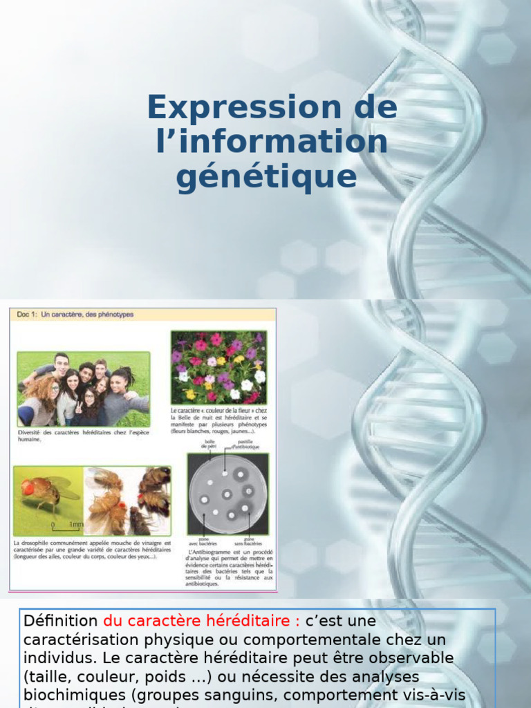 Expression de l’Information Génétique - Copie Éléve; | PDF | Répertoire ...