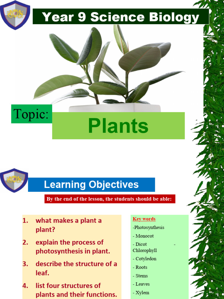 plants 1 | PDF | Leaf | Plants