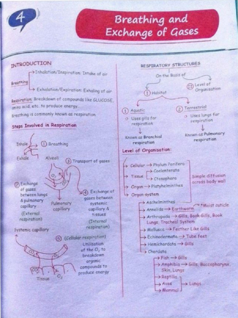 Breathing and Exchange of Gases Notes | PDF