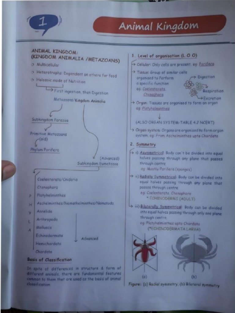 animal kingdom notes | PDF
