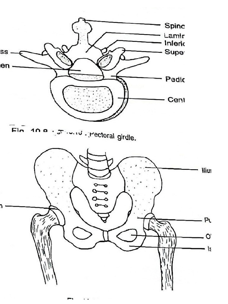 Diagrams Bio | PDF