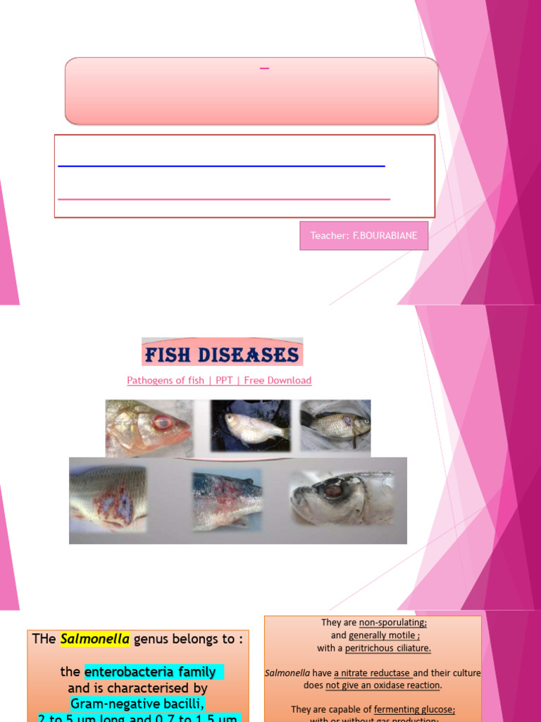 TD3 - TP3 Salmonella - Shigella Identification and Isolation | PDF | Salmonella | Bacteria