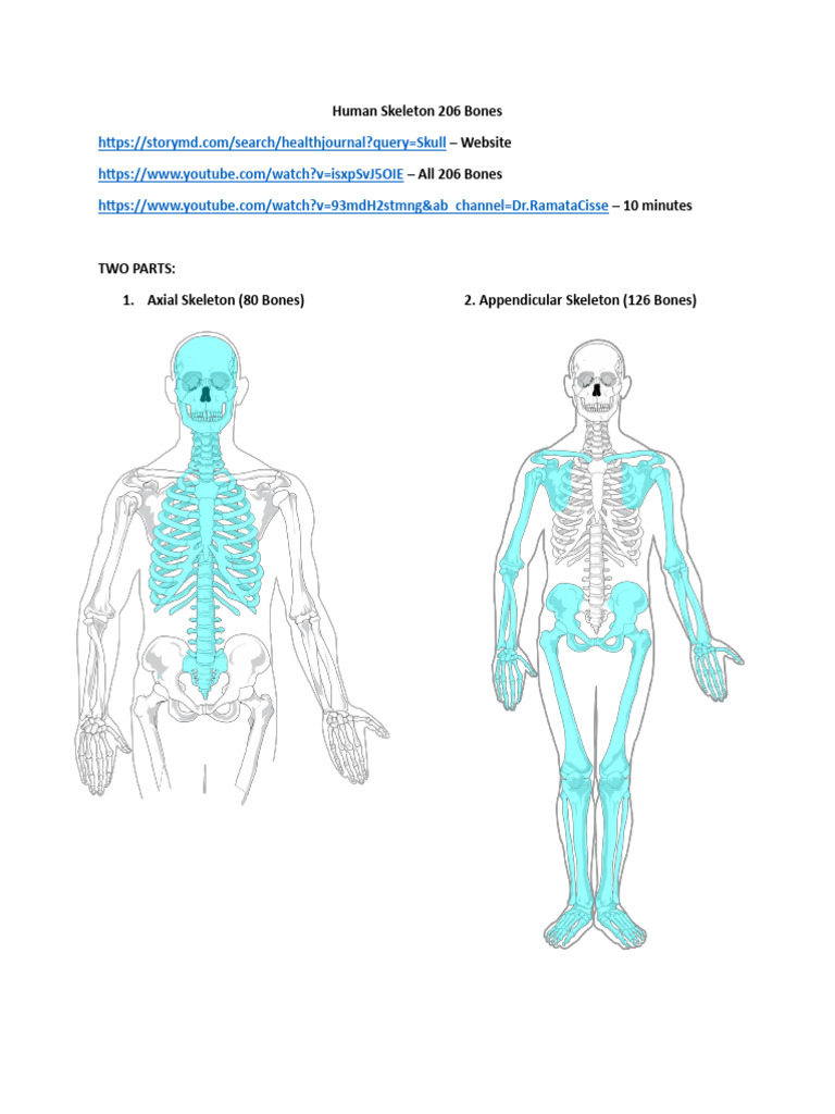 Human Skeleton 206 Bones - Axial Skeleton | PDF | Skull | Vertebra