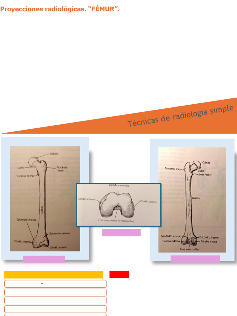 T5. Proyecciones Radiológicas EEII Pelvis | PDF | Pelvis | Rodilla