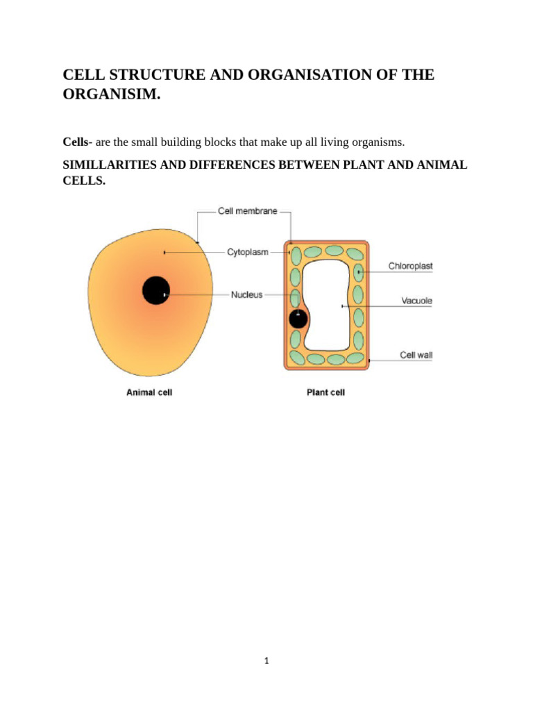 TOPIC 2 CELL STRUCTURE AND ORGANISATION NOTES | PDF | Endoplasmic ...