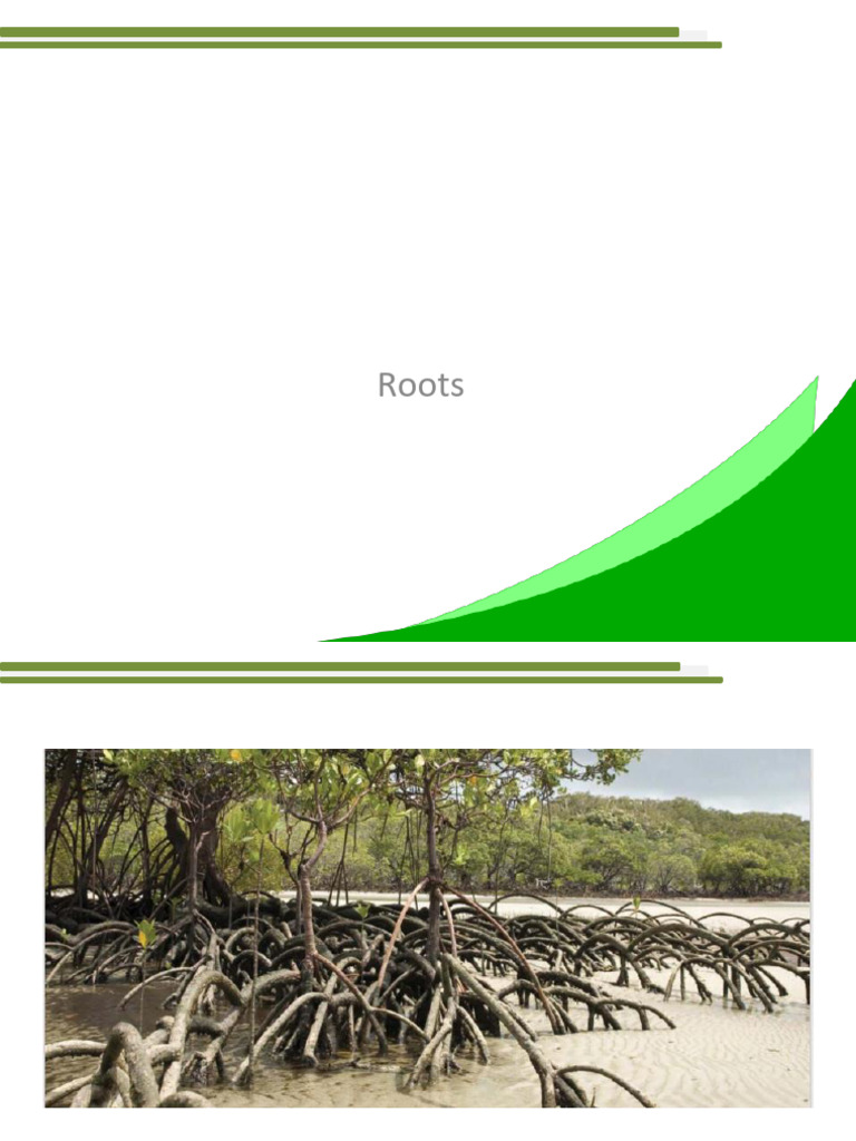 04-Roots | PDF | Root | Plants