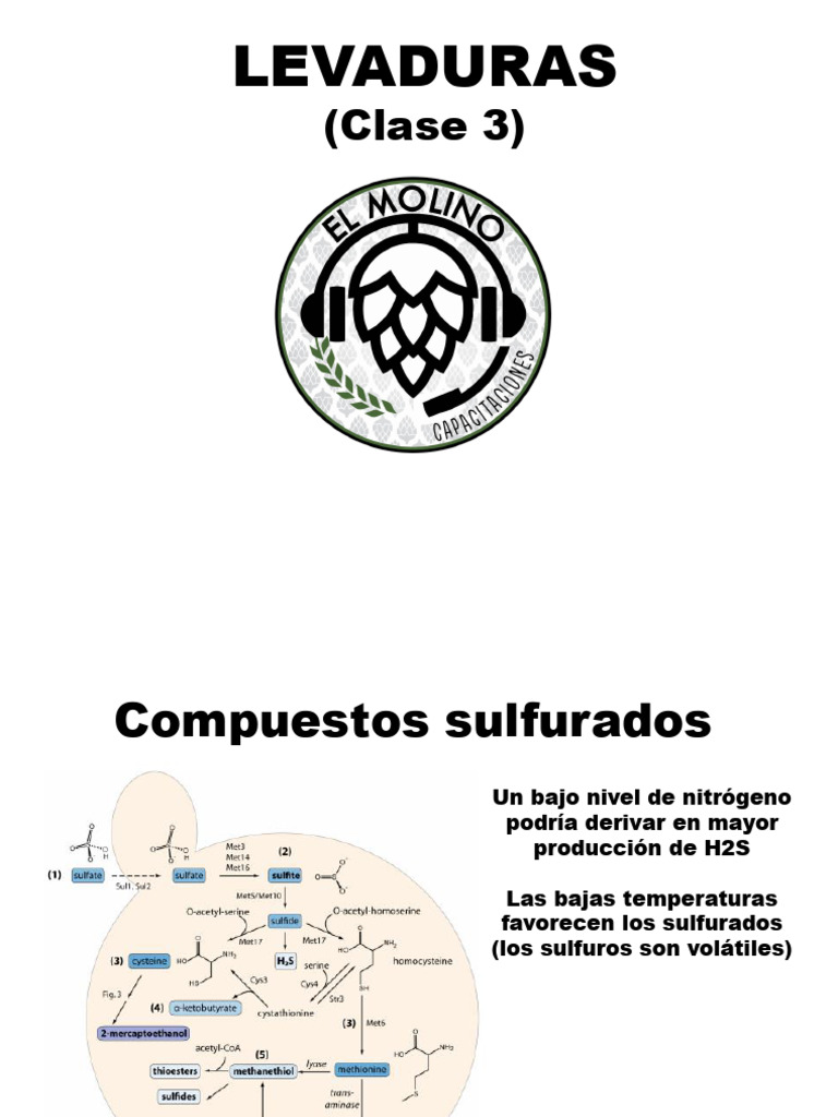 Curso-Levaduras-Clase-4 (1) | PDF | Fermentación | Oxígeno