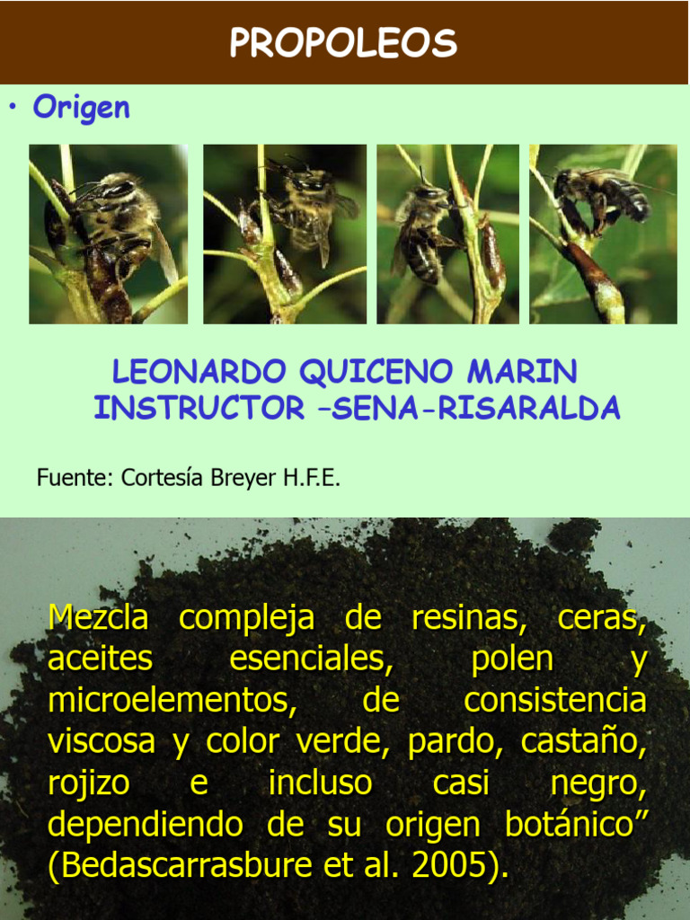 Propóleos: Origen, Usos y Producción | PDF | Apicultura | La cría de ...
