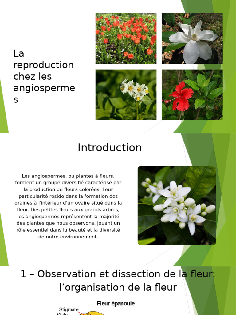 Reproduction des Angiospermes | PDF | Fleurs | Pollen