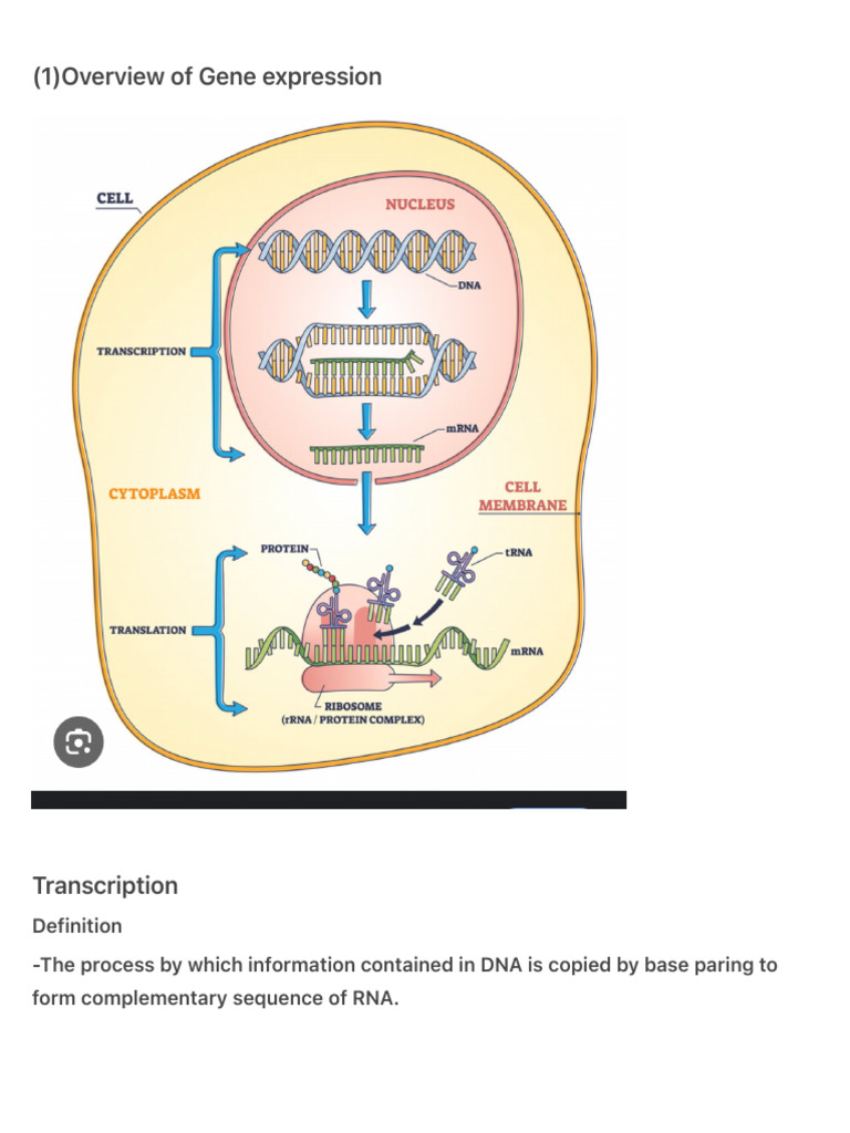 (1)Overview of Gene expression | PDF | Histone | Dna