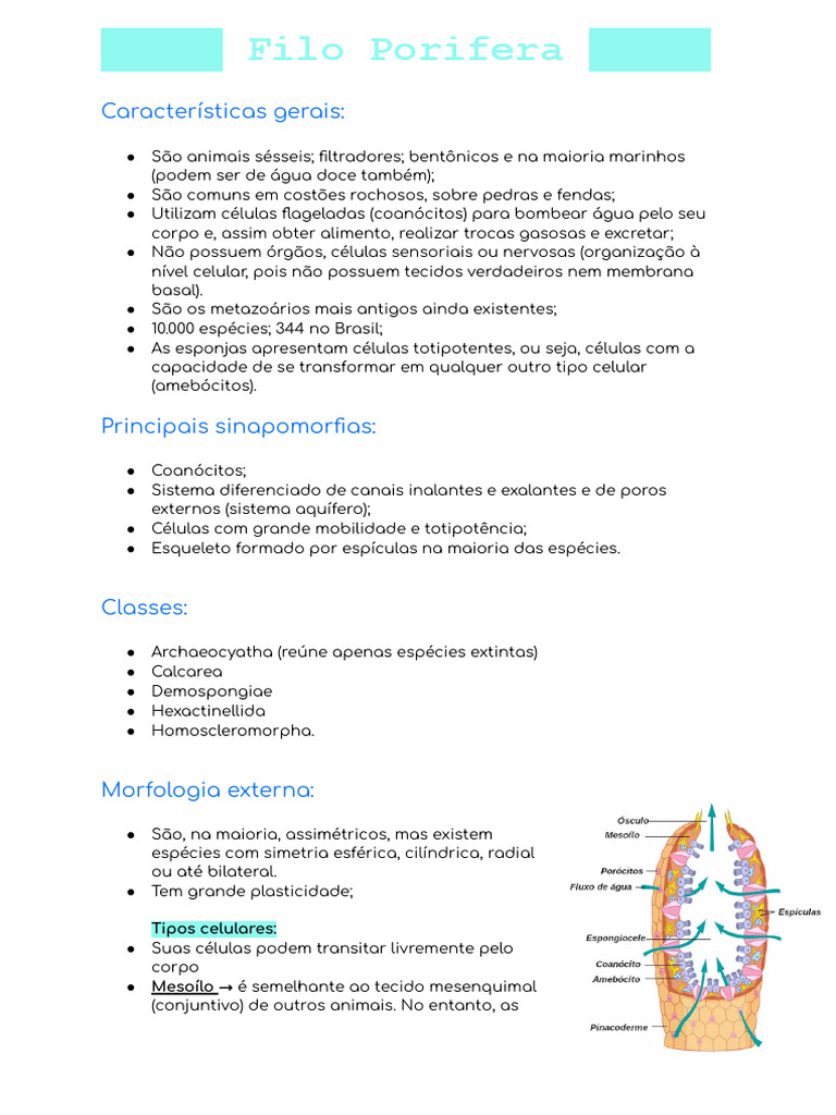 Filo Porifera - Resumo de Aula | PDF | Esponja