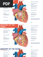 Anatomy Heart Cadaver | PDF | Heart Valve | Coronary Circulation