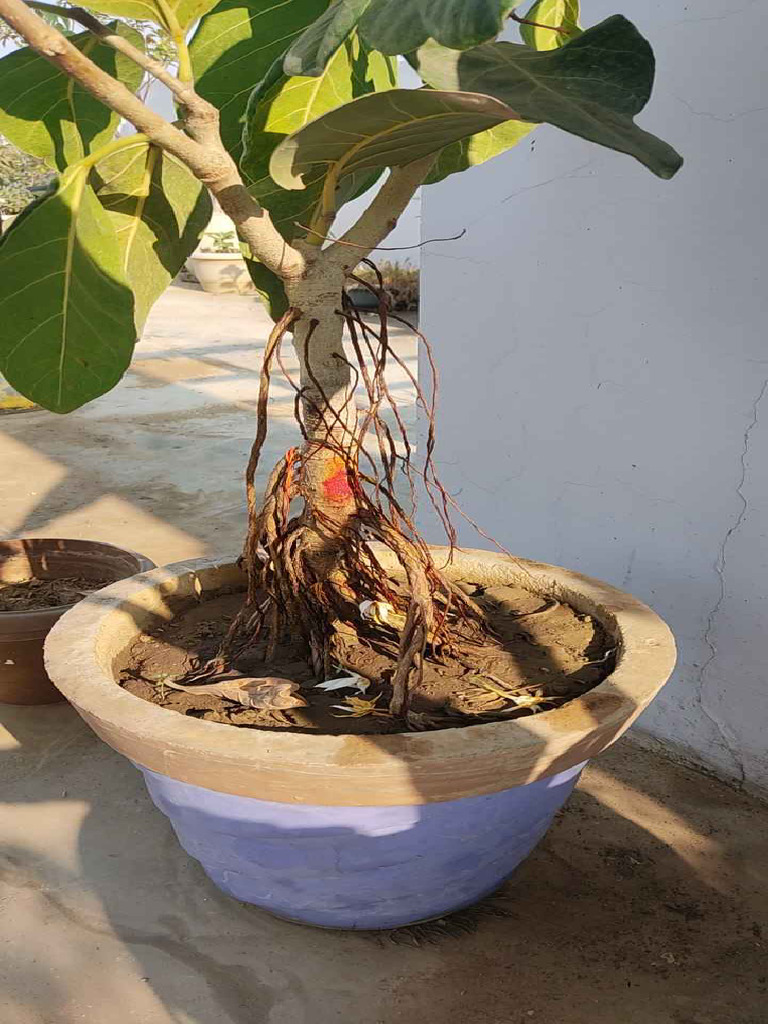 Banyan Tree | PDF
