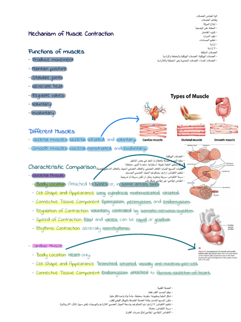 Lect 9 Physiology | PDF