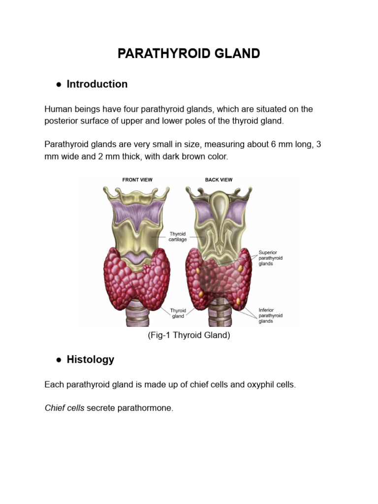 PARATHYROID GLAND | PDF | Parathyroid Gland | Glands