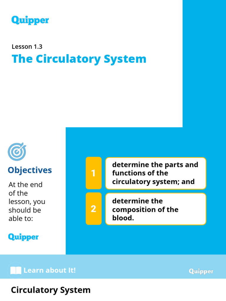 Circulatory System Basics | PDF | Blood | Blood Vessel