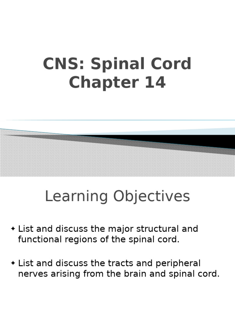 Spinal Cord Anatomy and Functions Guide | PDF | Spinal Cord | Vertebral ...