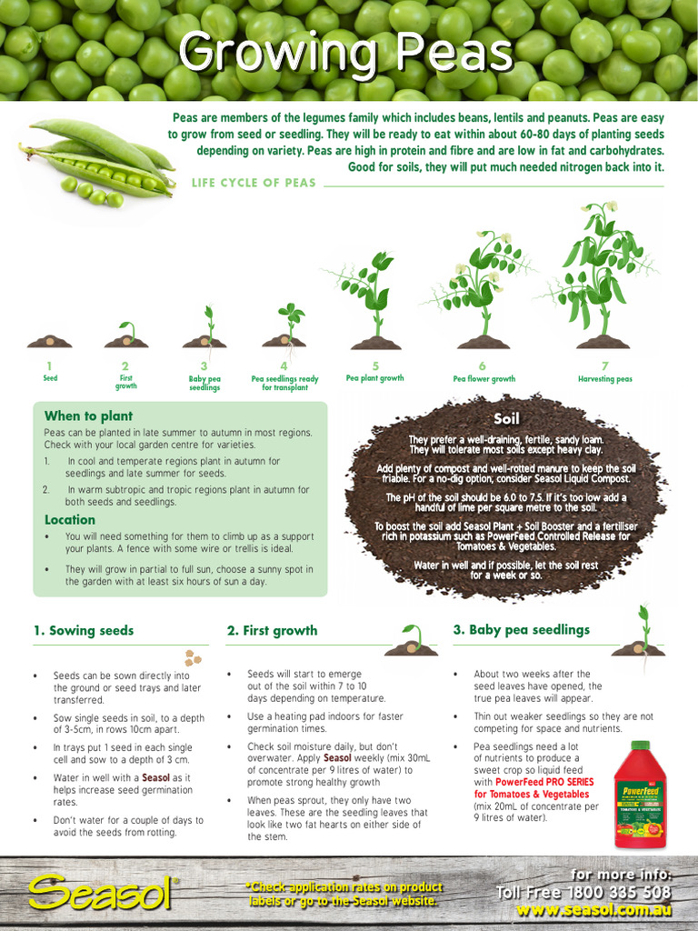 How To Grow Vegetable Peas | PDF | Pea | Sowing