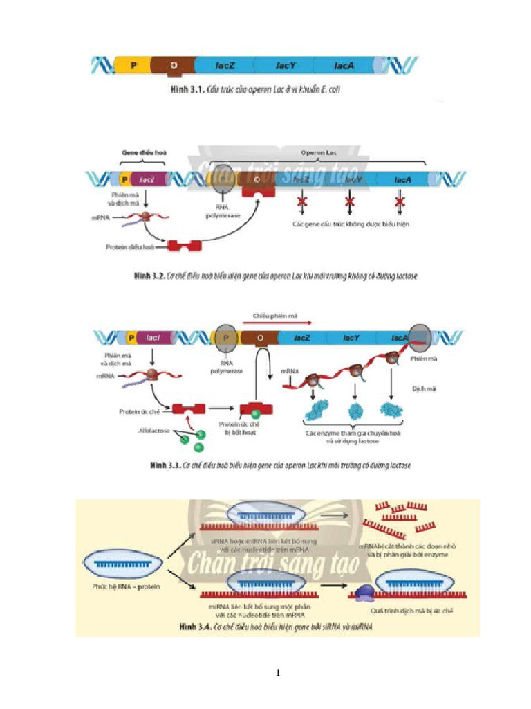 Bai 3 - Hinh SGK 12 - CTST | PDF