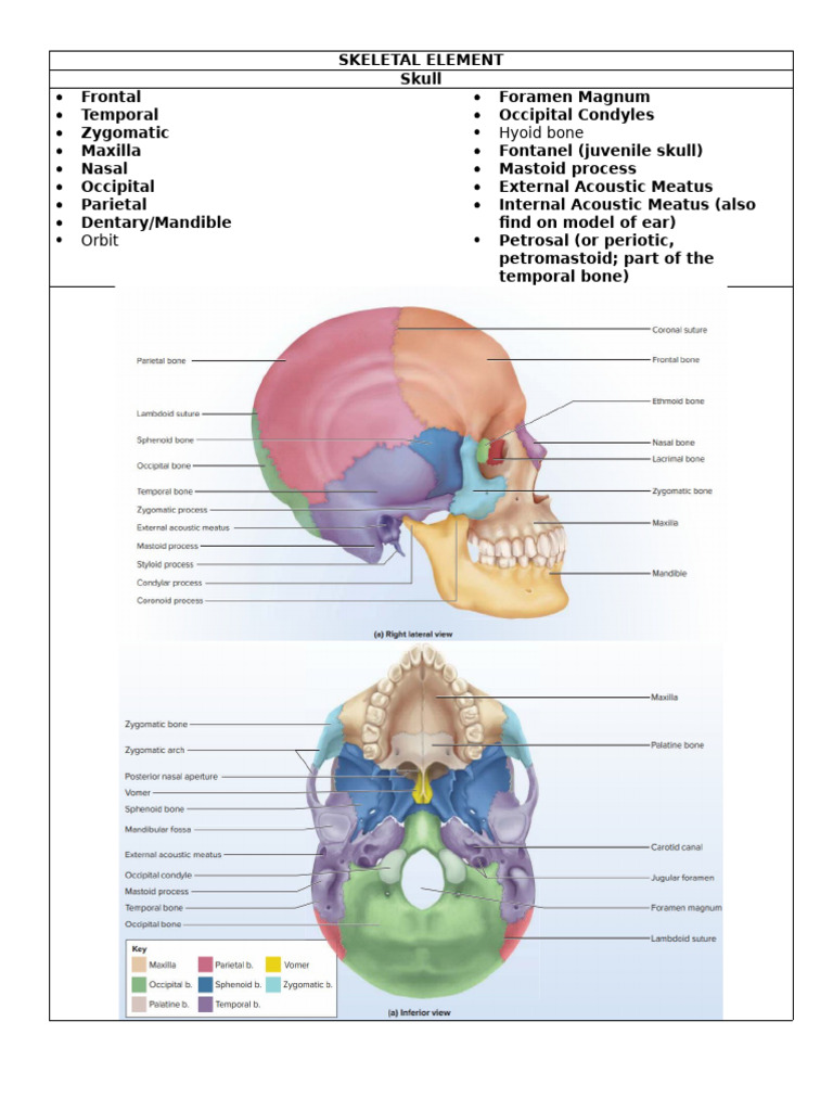 SKELETAL ELEMENT | PDF | Vertebra | Heart Valve
