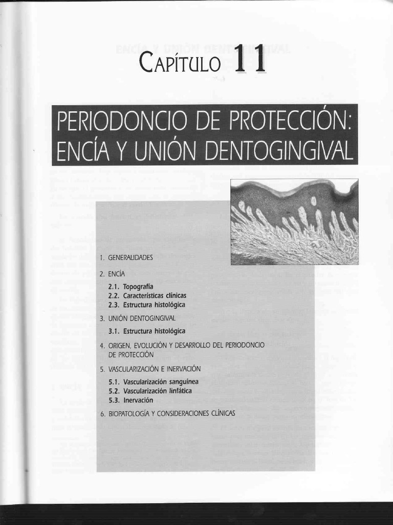 4 Encia 308-326 | PDF | Epitelio | Anatomía